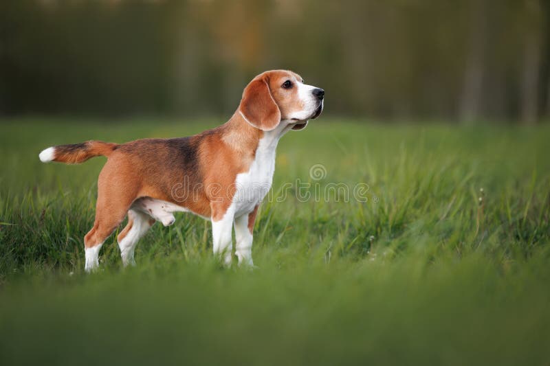 A Cute Beagle Dog is Sunbathing by Lying on the Grass Field Stock Photo ...