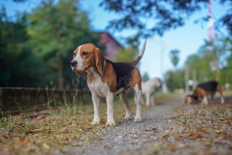 A Cute Beagle Dog Standing on the Path in Along the Road in the Park ...