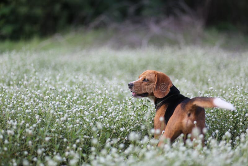 Beagle Dog in the Wild Flower Field. Stock Photo - Image of animal ...