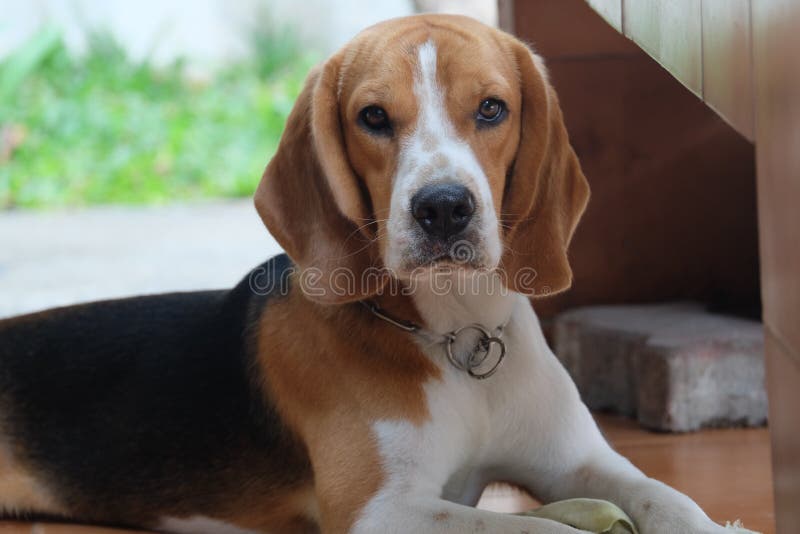 Cute beagle dog stock image. Image of outside, front - 66879159