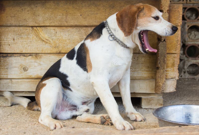 Cute beagle dog yawning stock image. Image of cute, desktop - 56159493
