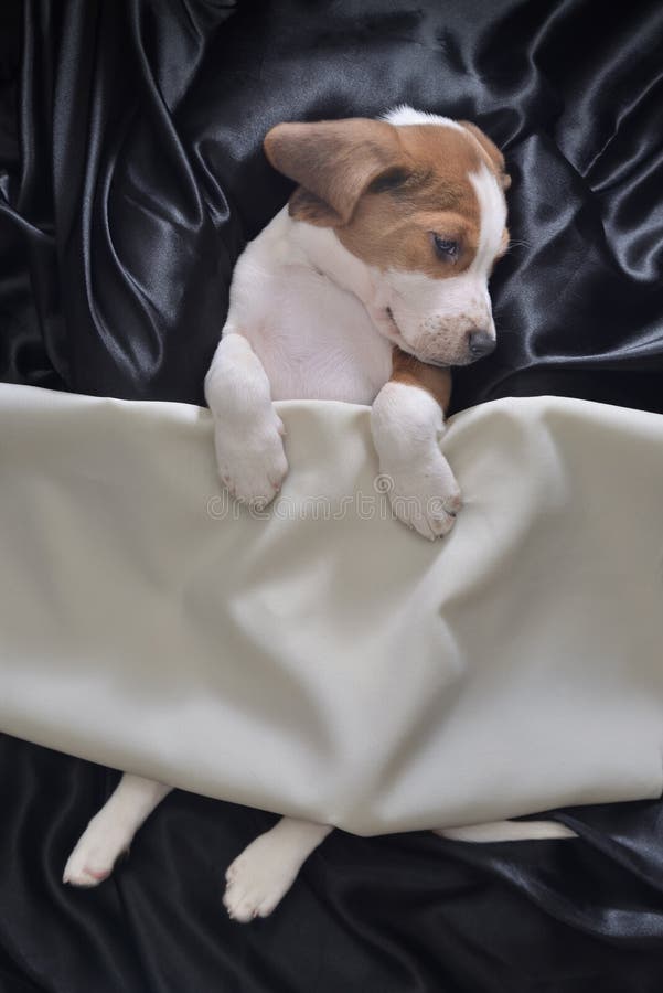 Cute Beagle hundvalp sover fotografering för bildbyråer. Bild av ...