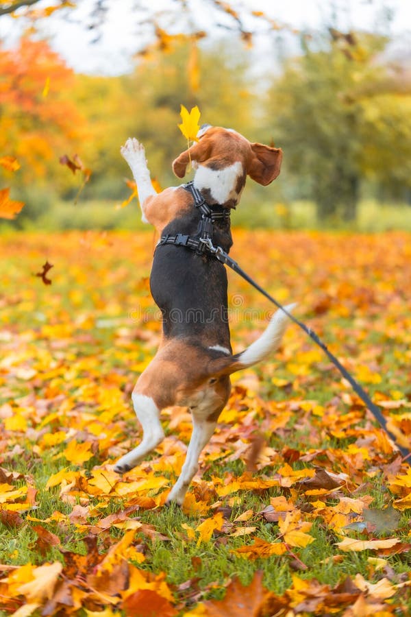 Cute Beagle Jumps Towards Autumn Leaves Stock Photo - Image of joyful ...