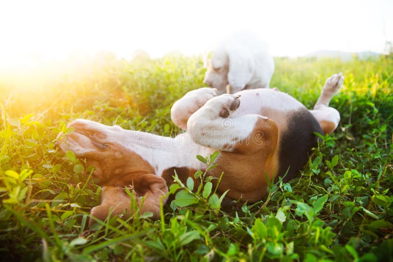 A Cute Beagle Lying on Its Back in Grass Field Selective Focus ,shallow ...