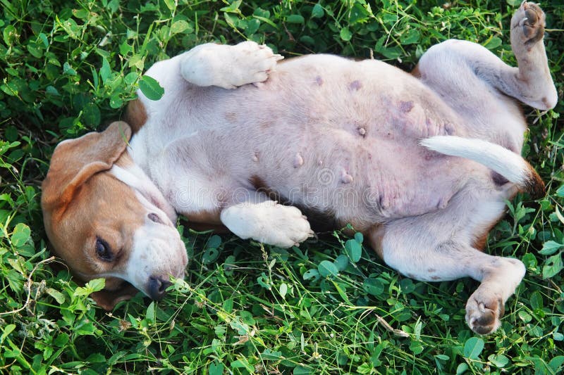 A Cute Beagle Lying on Its Back on Green Grass in the Grass Field Stock ...