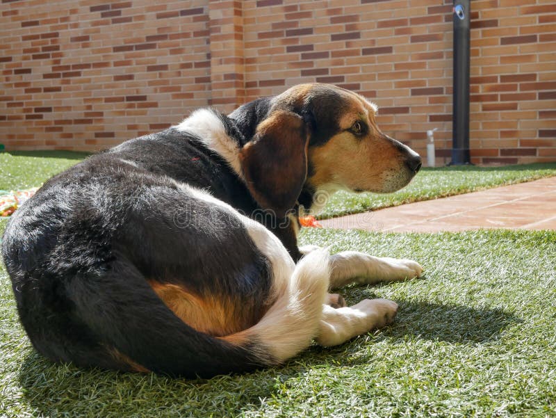 Cute Beagle Lying in a Sunny Yard Stock Photo - Image of lovely ...