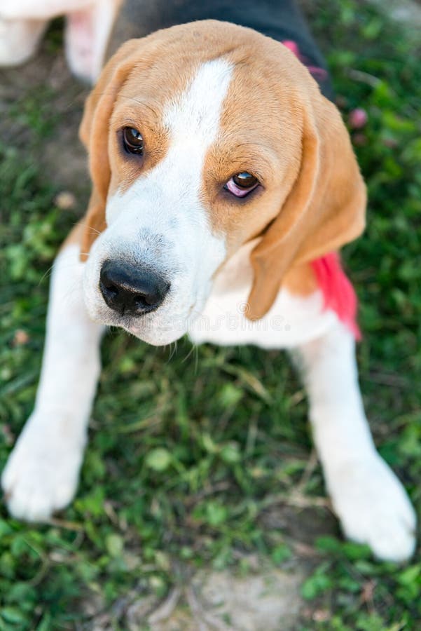 Cute beagle portrait stock image. Image of head, adorable - 77357861
