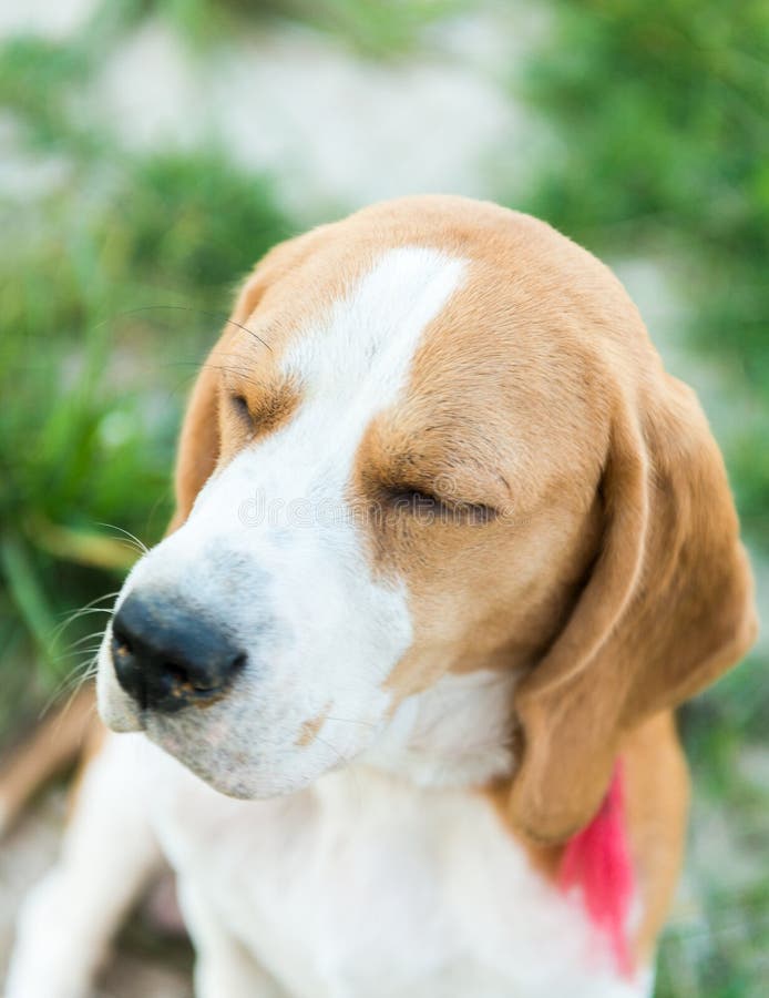 Cute beagle portrait stock image. Image of green, canidae - 77768695