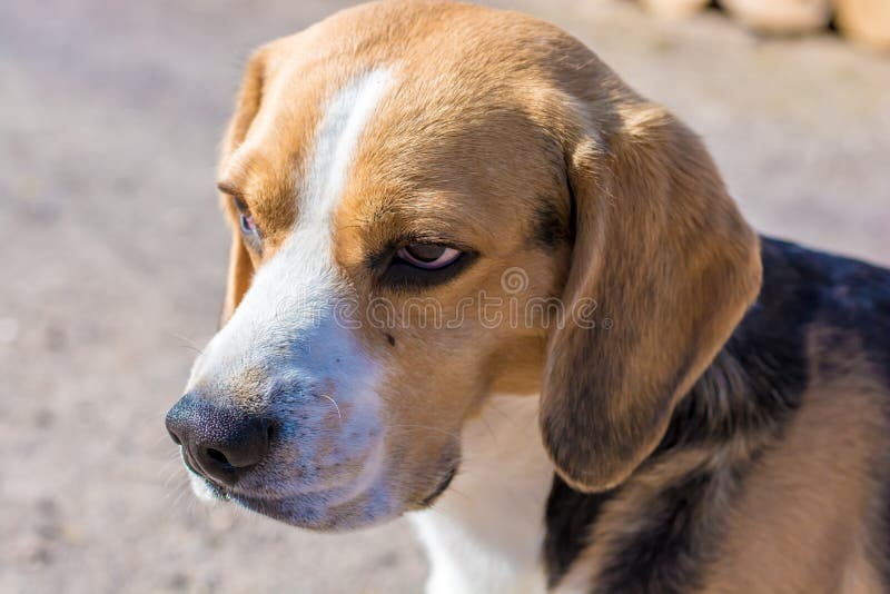 Cute Beagle in the Portrait Stock Image - Image of breed, mammal: 158931589