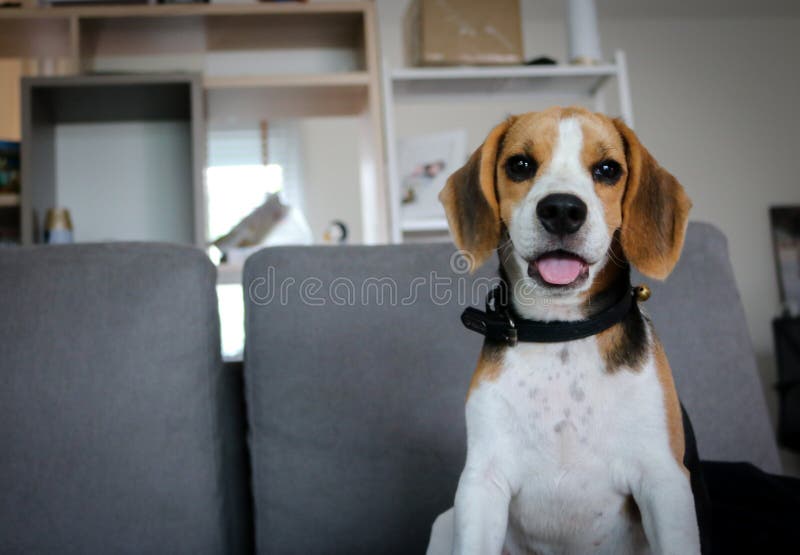 Cute Beagle Puppies. Cute Beagle Puppy Sitting on the Sofa Stock Photo ...