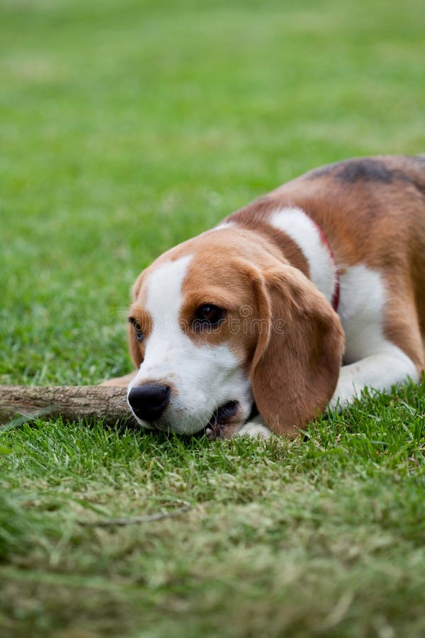 Cute beagle puppy stock photo. Image of purebreed, doggy - 11980700