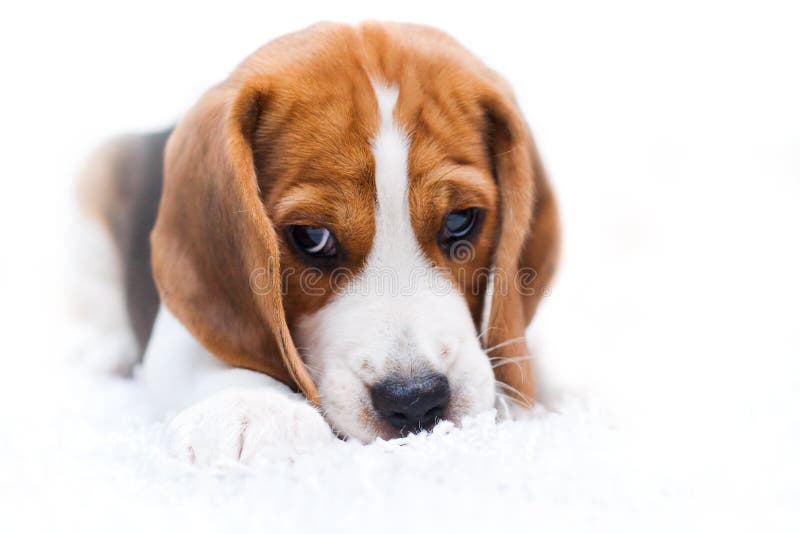 Cute beagle puppy stock photo. Image of breed, pedigreed - 15420442