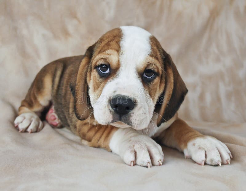 Cute Beagle Puppy stock image. Image of animals, domestic - 22981799