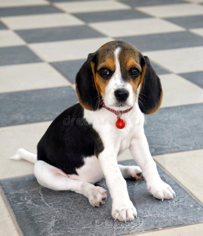 Cute Beagle puppy stock image. Image of playing, obedience - 35189129