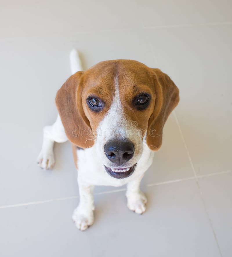 The cute beagle puppy dog stock photo. Image of playing - 58282794