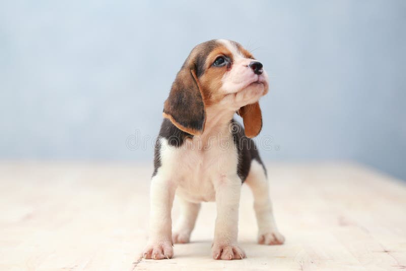 Cute beagle puppy dog stock image. Image of group, canine - 81882001