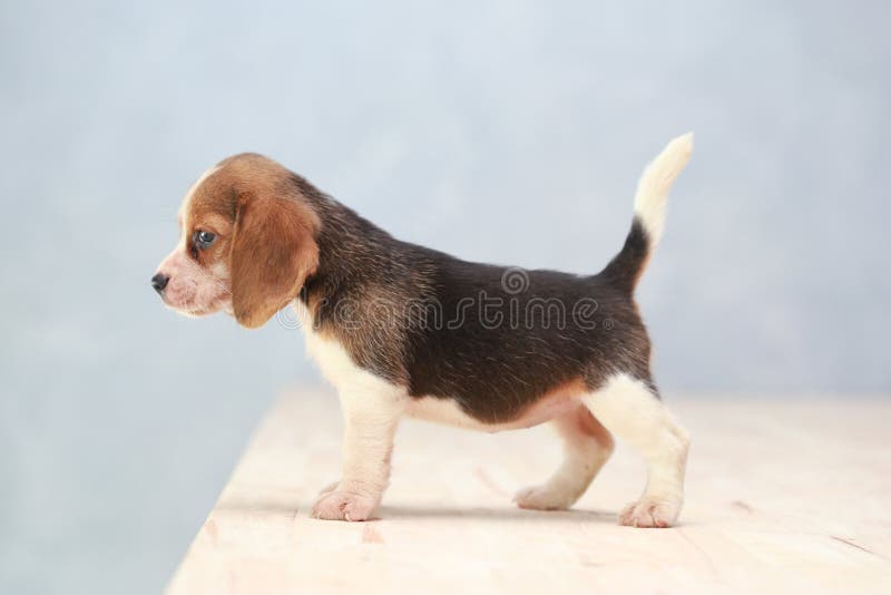 Cute beagle puppy dog stock image. Image of mammal, nature - 81882825