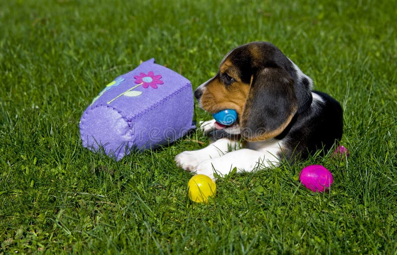 Cute Beagle Puppy with Easter Eggs Stock Photo - Image of easter ...