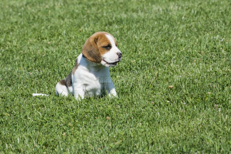 Cute Beagle puppy stock photo. Image of obedient, nature - 50975920
