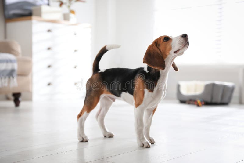 Cute Beagle Puppy at Home. Adorable Pet Stock Photo - Image of beagle ...