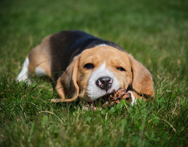 Cute Beagle Puppy is Playing Stock Image - Image of beauty, puppy ...