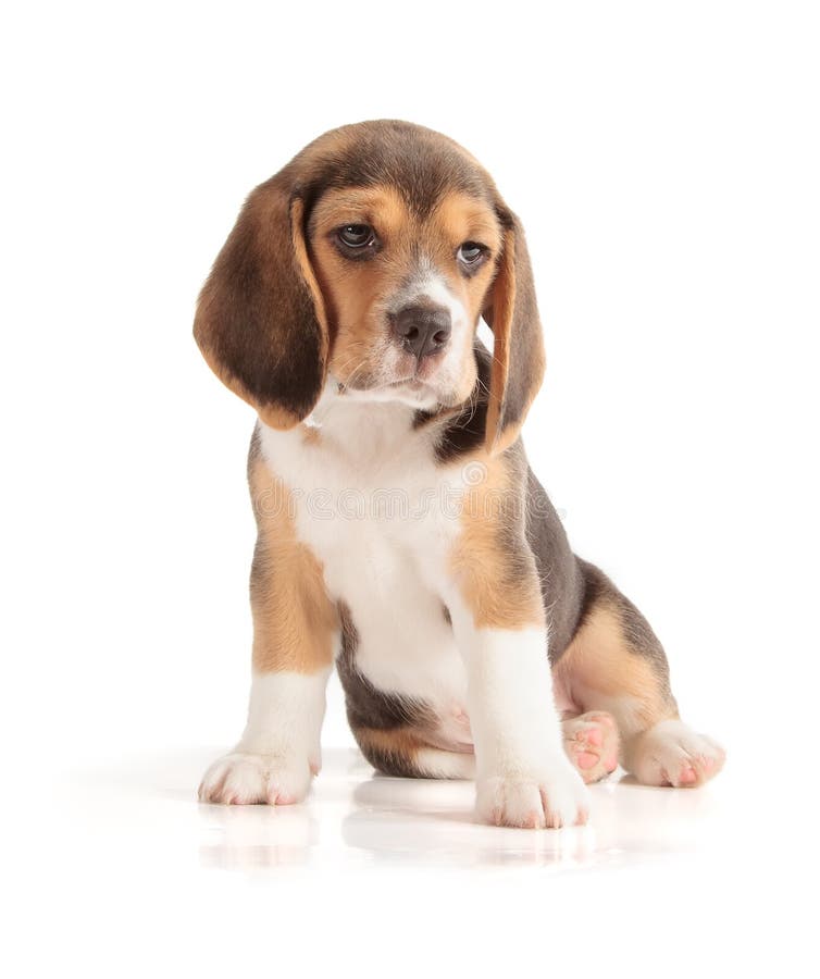 Cute Beagle Puppy stock photo. Image of curiosity, front - 43646448