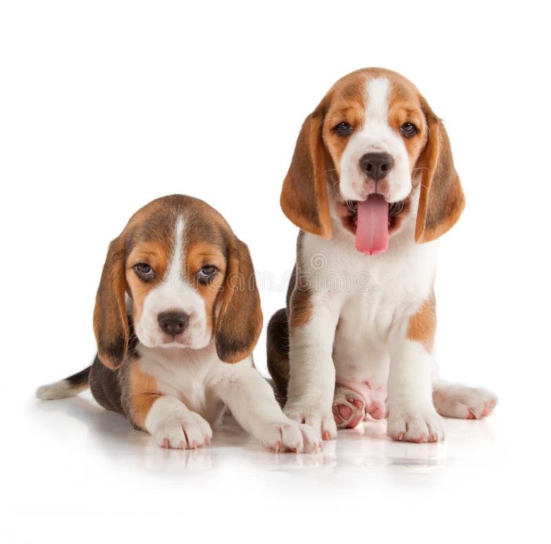 Cute Beagle Puppy stock photo. Image of curiosity, funny - 43646464