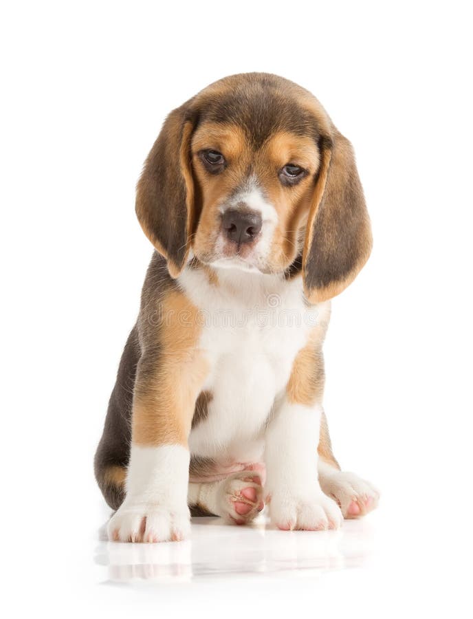 Cute Beagle Puppy stock image. Image of sitting, beagle - 44232691