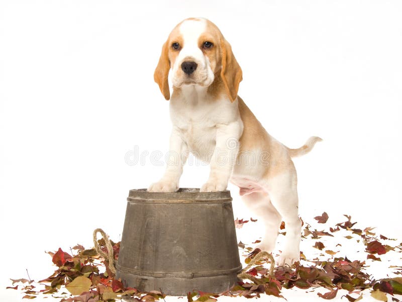 Cute Beagle Puppy with Wooden Barrel Stock Image - Image of barrel ...