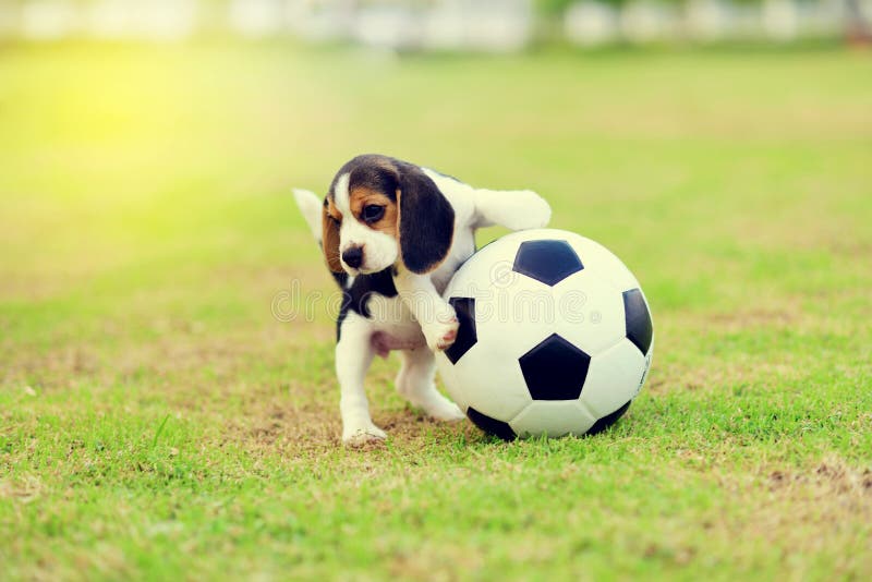 Cute Beagle stock photo. Image of puppy, ball, playing - 91672722