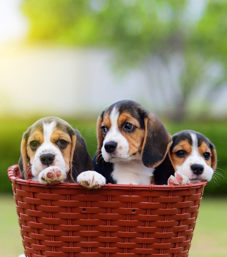 Cute Beagles in basket stock image. Image of canine - 111961071