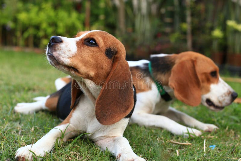 Cute Beagles Playing in Backyard Stock Image - Image of pets, beagles ...