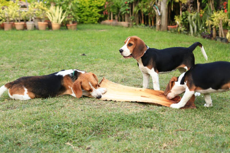 Cute Beagles Playing in Backyard Stock Image - Image of nose, playing ...