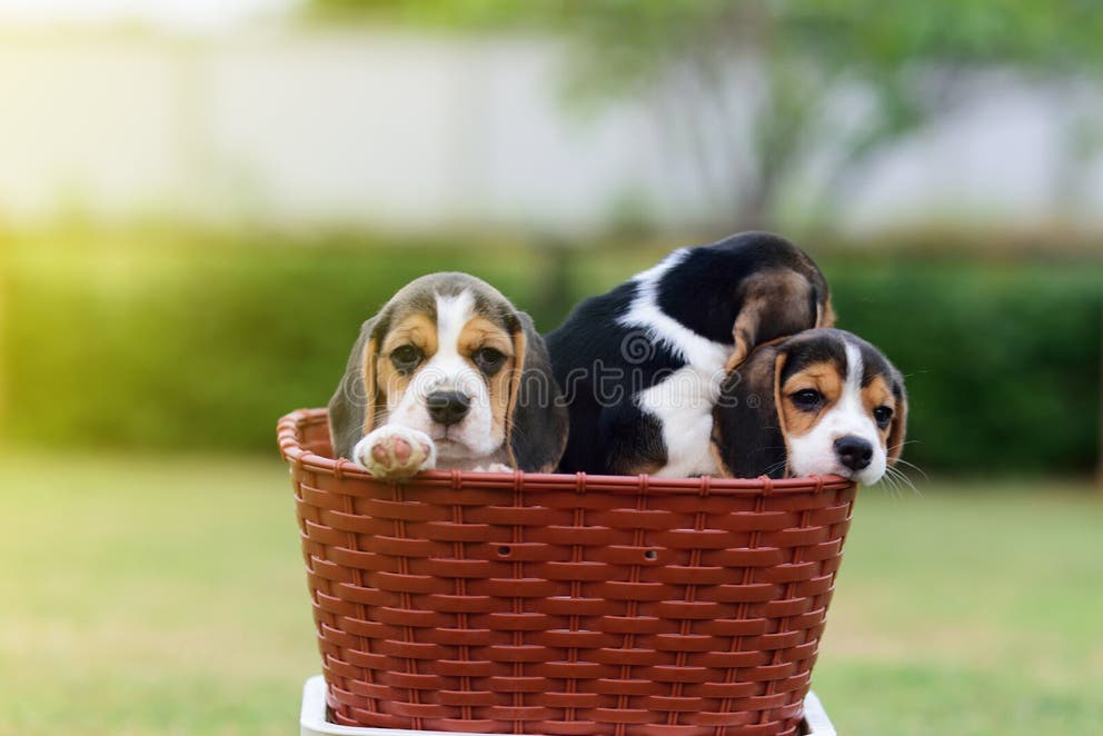 Cute Beagles stock photo. Image of animal, canine, doggy - 91672858