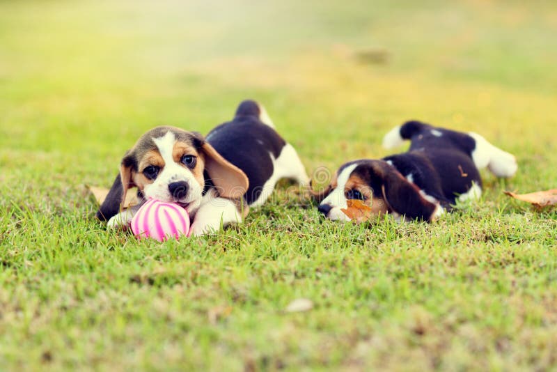 Cute Beagles stock photo. Image of beagle, pets, garden - 98459694