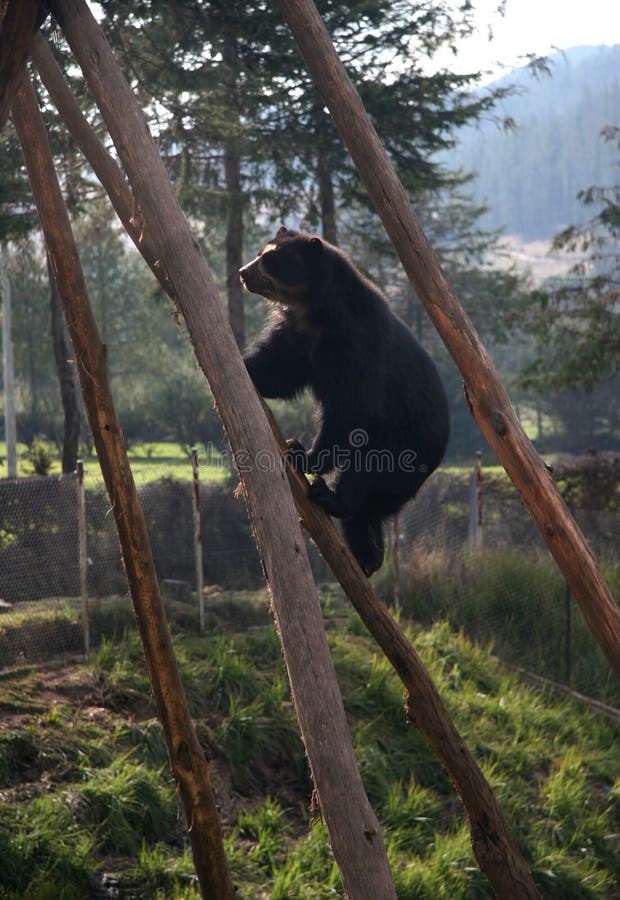 Cute bear climbing stock photo. Image of porcon, cute - 5232254