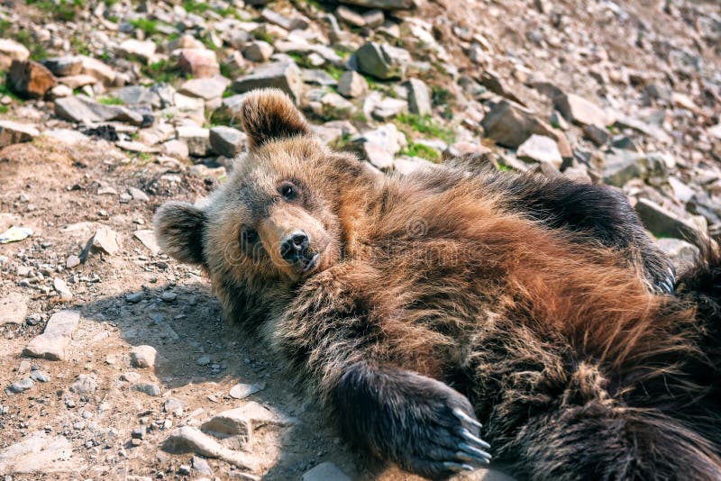 Cute Bear is Lying on the Ground Stock Photo - Image of fauna, grizzly ...