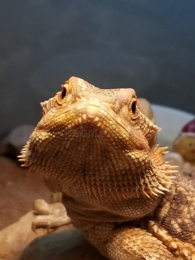 Cute bearded dragon stock image. Image of dragon, bearded - 124881323