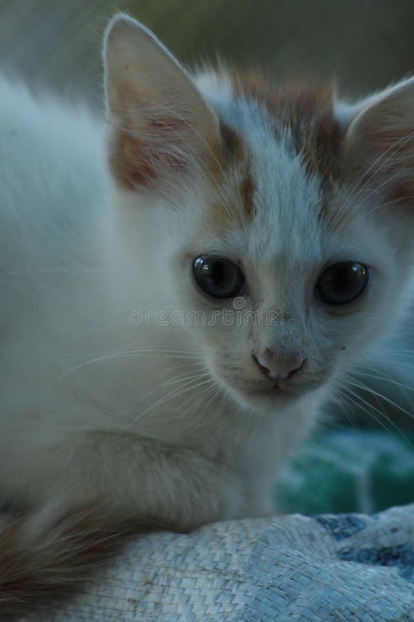 A cute and beautiful cat. stock image. Image of nature - 209074423