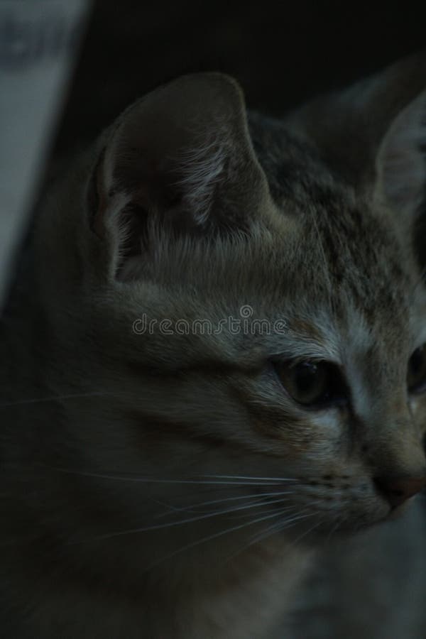 A cute and beautiful cat. stock photo. Image of domestic - 209074490
