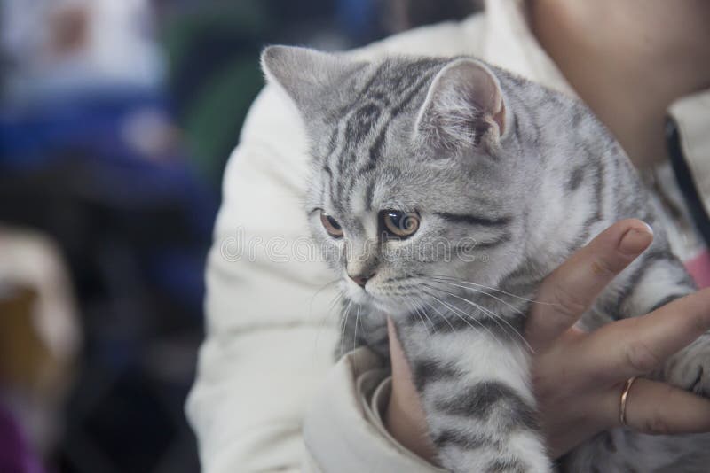 Cute and beautiful cats stock image. Image of kittens - 88169585