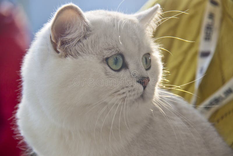 Cute and beautiful cats stock photo. Image of exhibit - 88169774