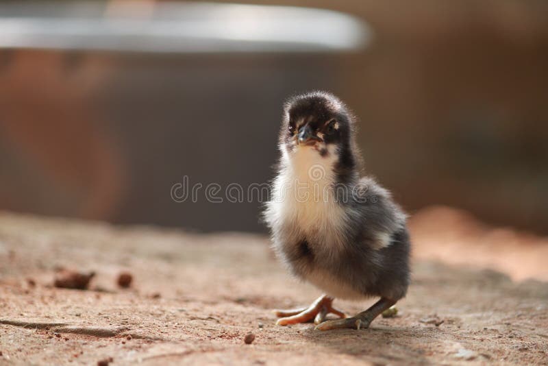 A Cute and Beautiful Chick. Stock Photo - Image of beautiful, cute ...