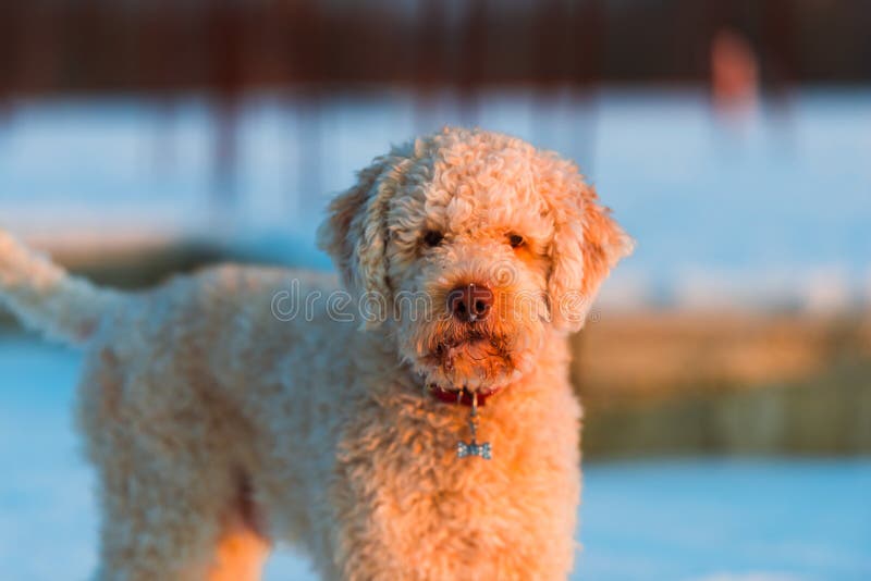 Beautiful snow tree stock image. Image of dubova, carpathian - 67491655