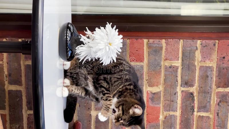 Cute and Beautiful Female Tabby Cat and a White Blooming Flower at Home ... Cute and Beautiful Female Tabby Cat and a White Blooming Flower at Home ...