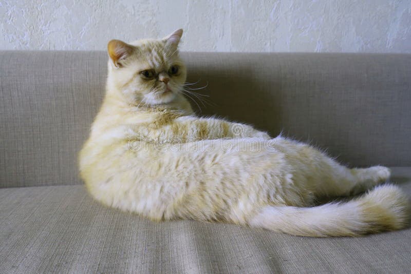 Pet stock image. Image of breed, orange, eyes, mammal - 100465029