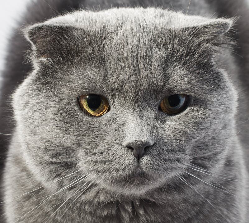 Cute beautiful grey cat stock image. Image of gray, kitten - 22560647