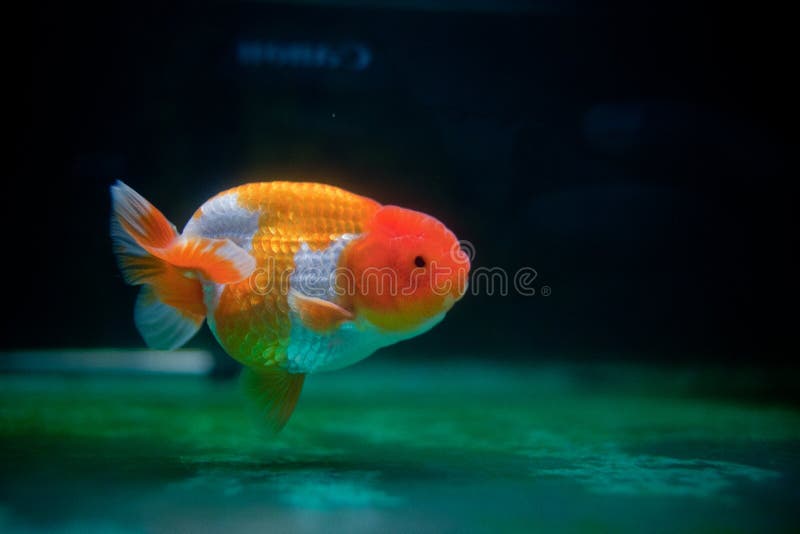 The Cute and Beautiful Ranchu in the Tank Stock Photo - Image of ...