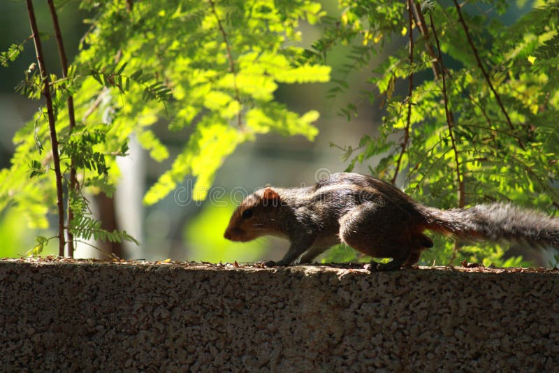 A Cute and Beautiful Squirrel. Stock Photo - Image of nature, cute ...