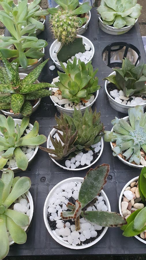 Cute and Beautiful Succulents in White Pot Stock Image - Image of ...